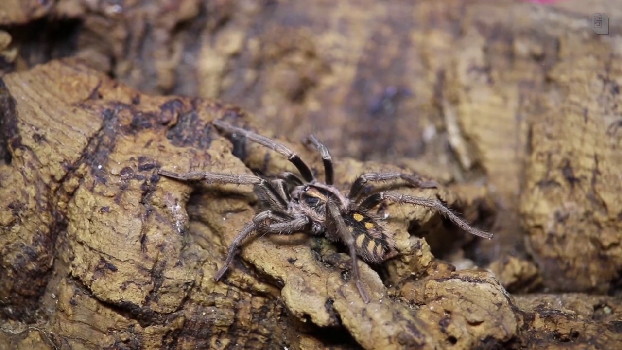 World's smallest Mature Male Tarantula - YouTube