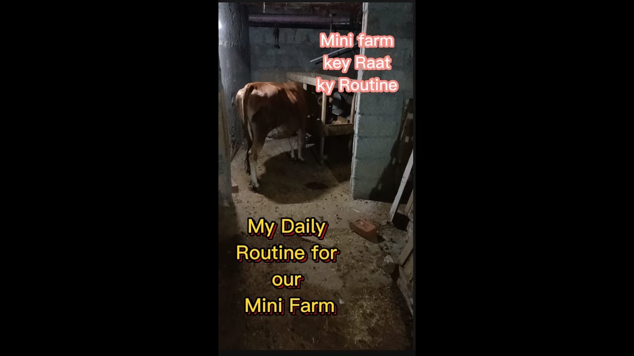 Daily Routine of Mini Farm at Night - Raat ky Routine - Mini Farm ...