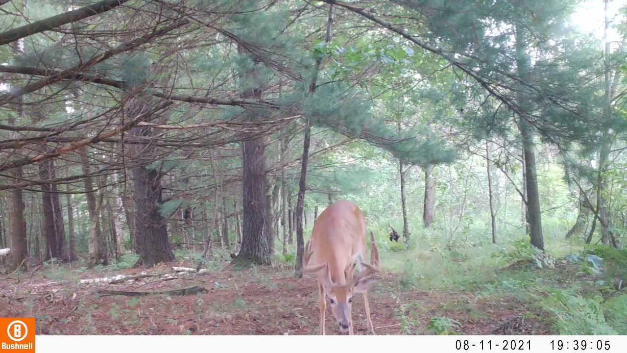 Alpha Buck - YouTube