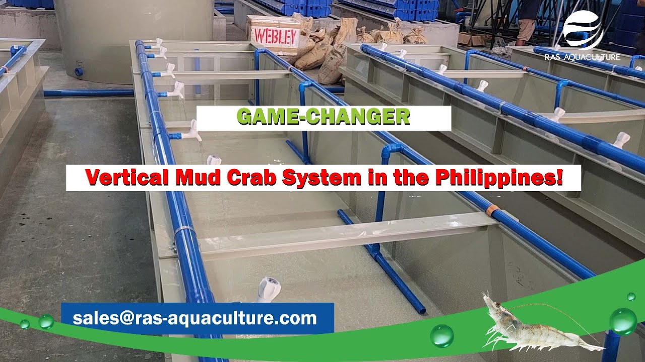 GAME-CHANGER: Vertical Mud Crab System in the Philippines! - YouTube