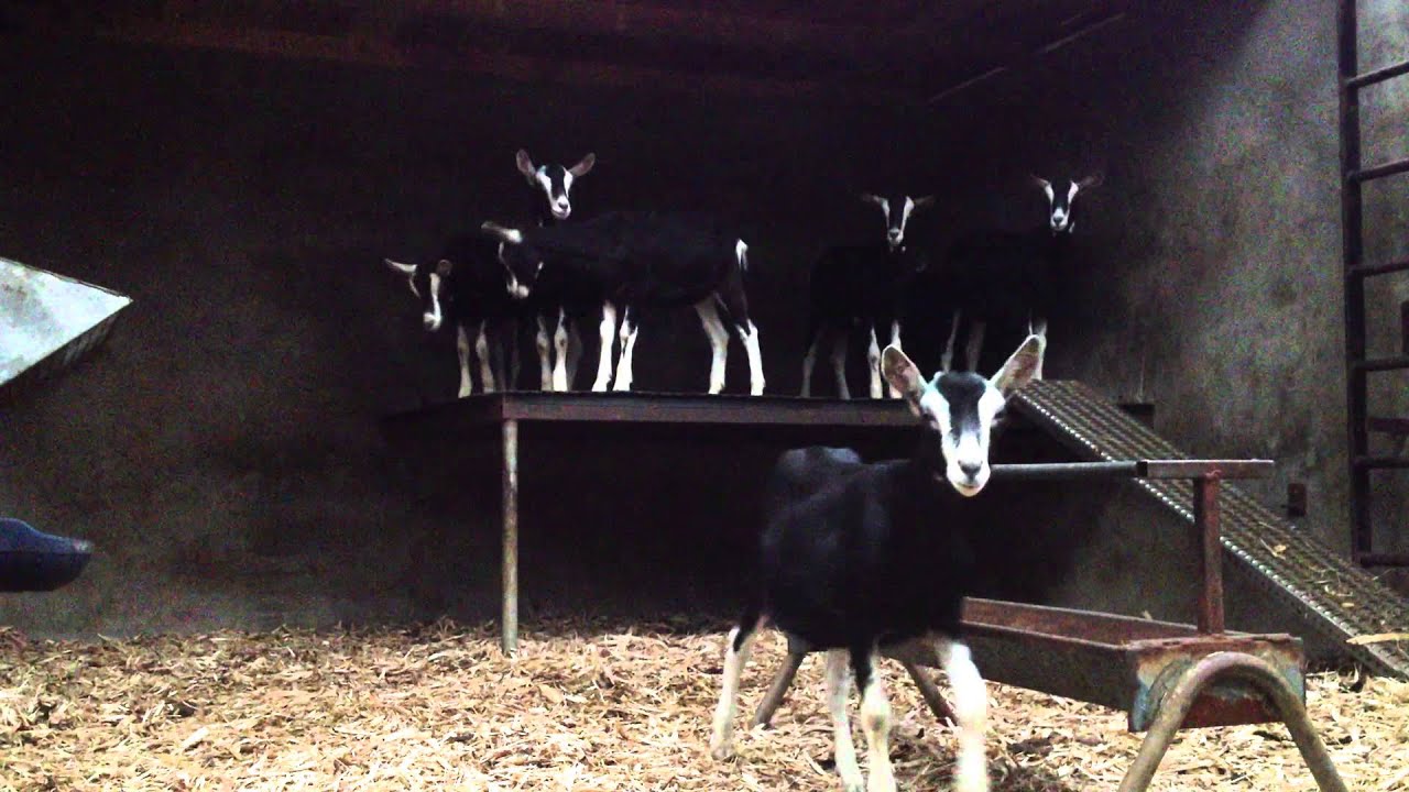 FLYING GOATS!!! - YouTube