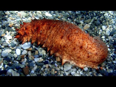 Pepino de mar, sea cucumber - YouTube