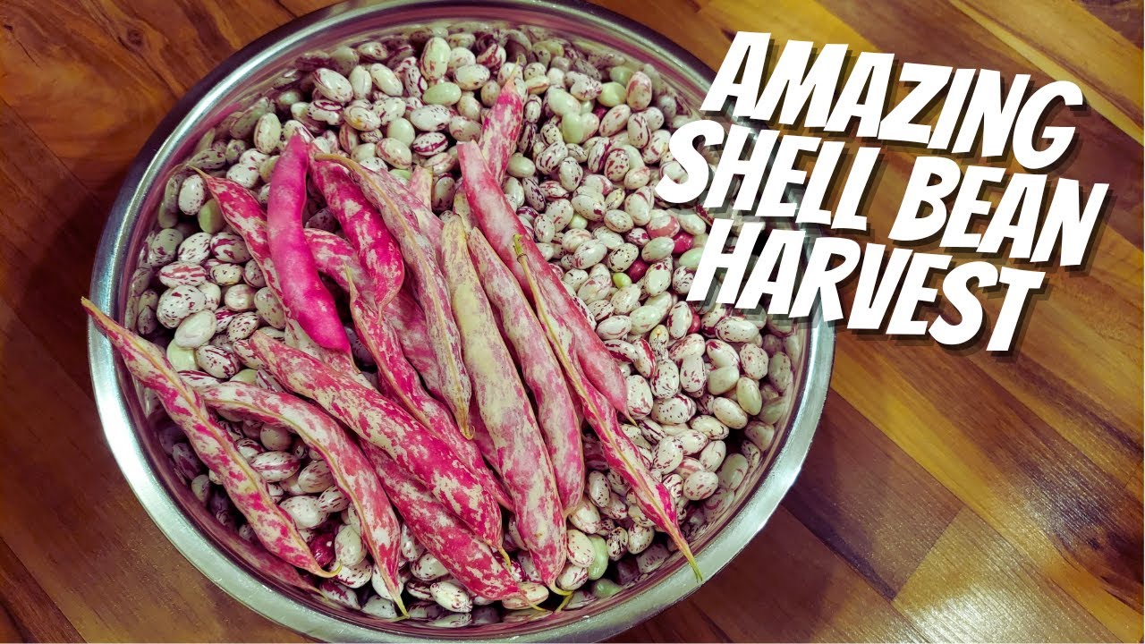 These Beans Are AMAZING!!! | Growing Shell Beans | Shell Bean Harvest ...