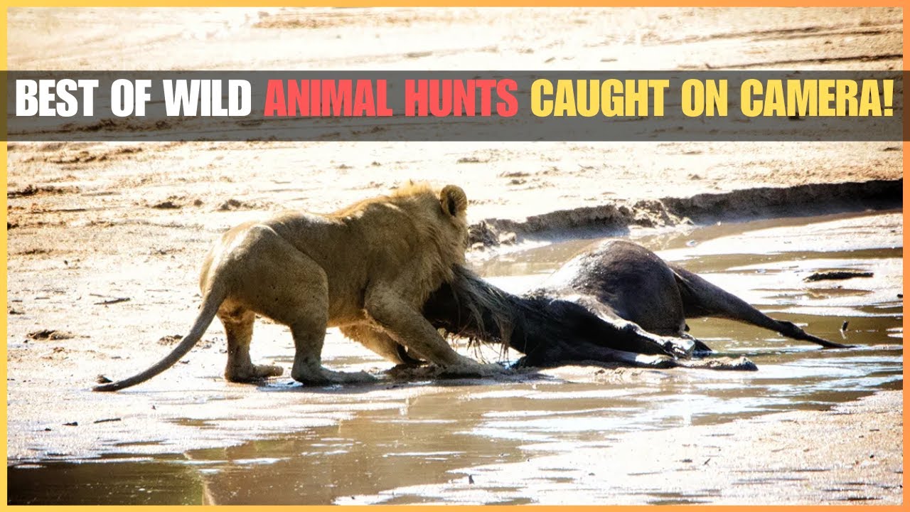 Wild Animal Attacks Caught on Camera | Real Hunting & Fights in the ...