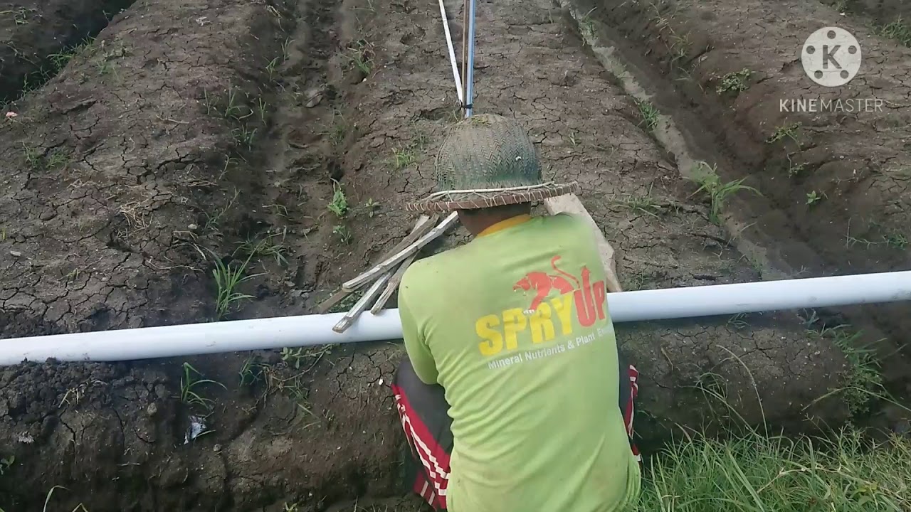 Pemasangan instalasi Sprinkler pada tanaman Bawang Merah Bpk.Patah ...