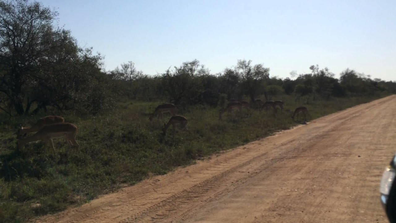 Impala mating season in Kruger National Park - YouTube