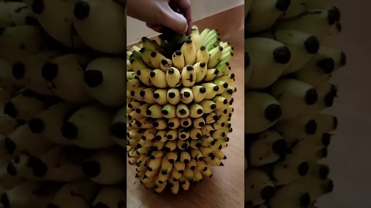 "Boto ti Sunggo" kona gitay Ilokano #Saging #shorts - YouTube