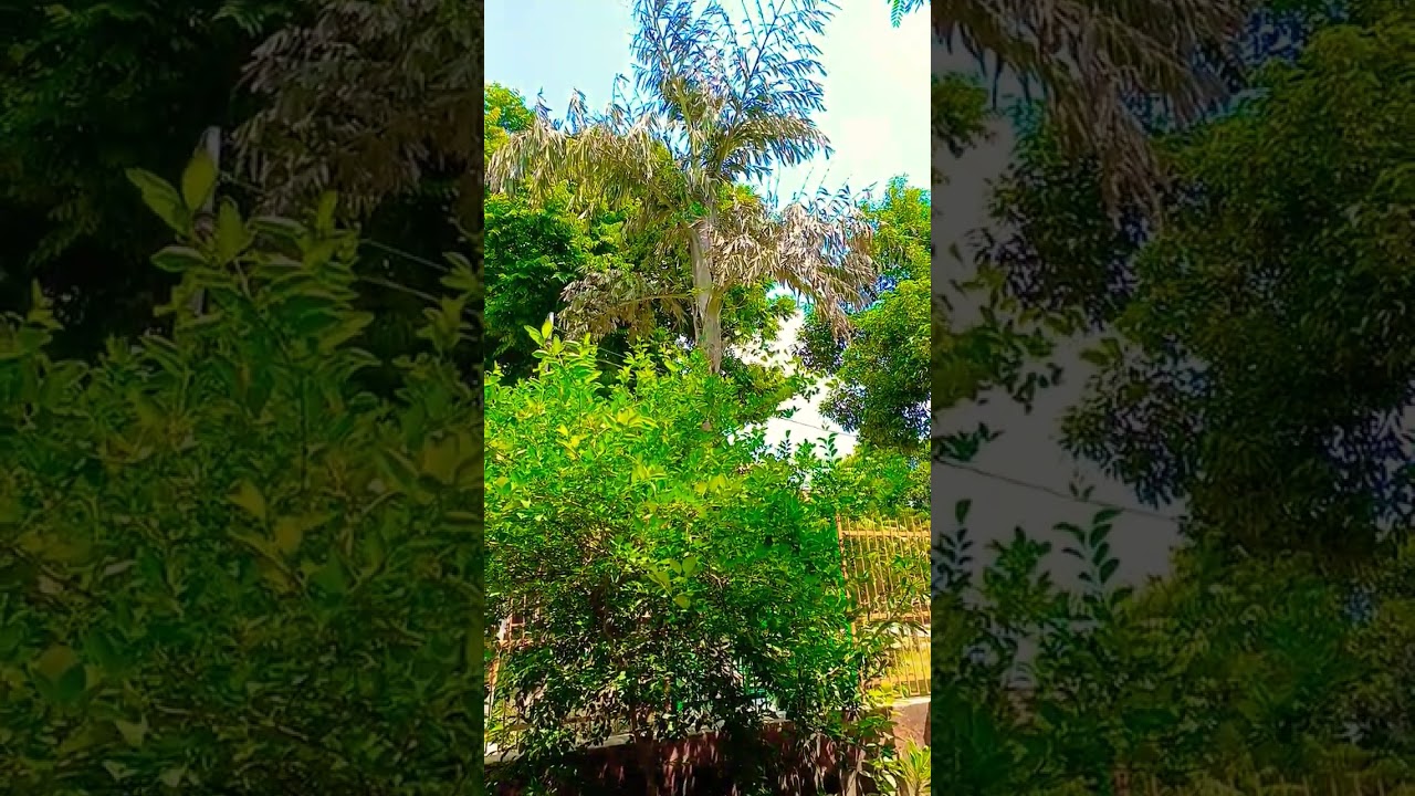 Be a reason to save nature... - YouTube