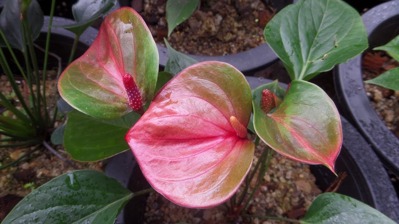 Rose Gold Anthurium|මිහිකත ඇන්තුරියම් - YouTube