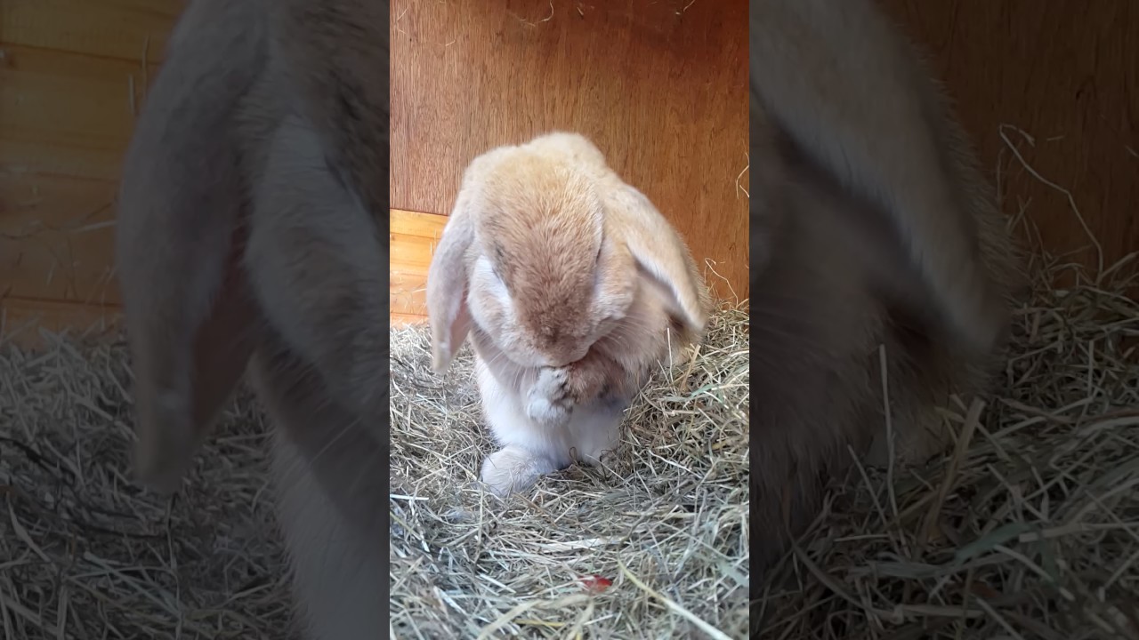 Bunny Rabbit washing face cute Lop - YouTube