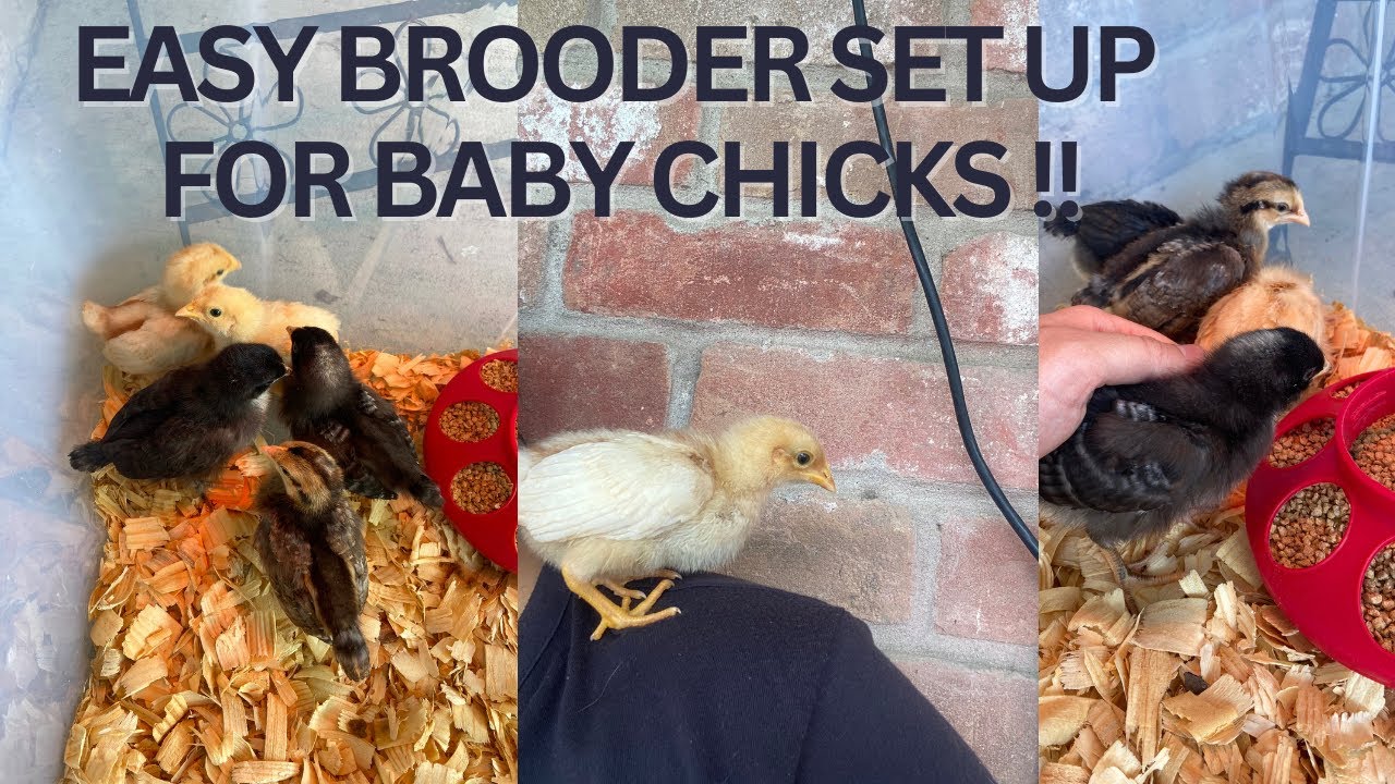 QUICK & EASY BROODER SET UP FOR FIRST TIME CHICKEN OWNERS 🤍🐣 - YouTube