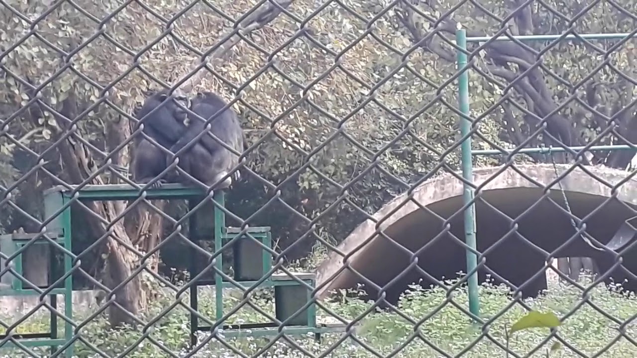 Chimpanzee in lucknow zoo, Nawab Wazid Ali Shah Prani Uddhyan Lucknow ...