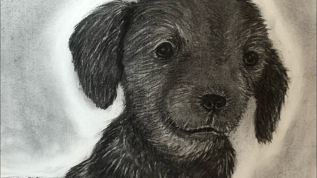 How to draw a baby dog Let’s draw with Joe！#WithMe and learn - YouTube