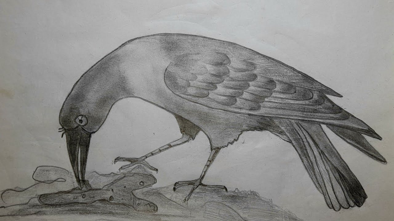 The crow pencil sketch | Easy 🐥 Bird Drowning - YouTube