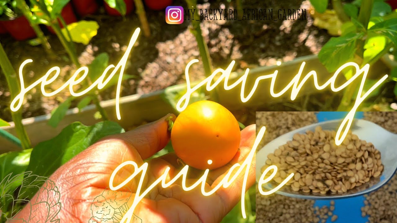 A Guide To Saving Anchia (Gboma) Seeds. Growing Anchia (Solanum ...