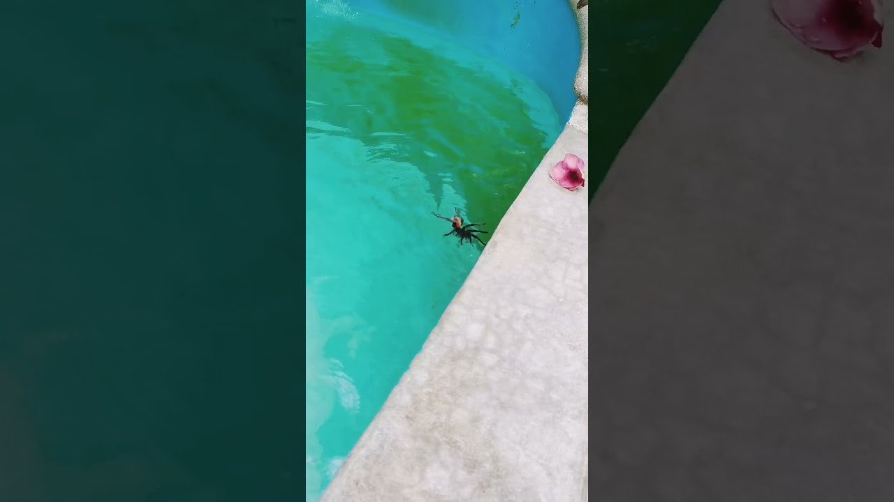 Did You Know Tarantulas Can Swim? - YouTube