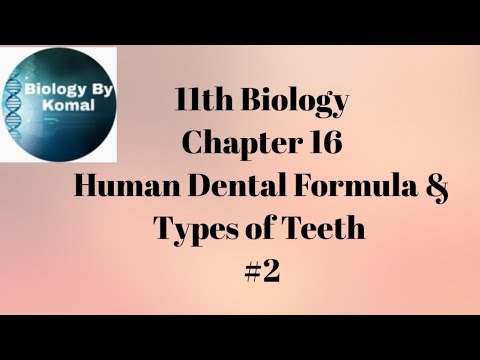 11th Bio C16 (video2) Human Dental formula , Types of teeth - YouTube