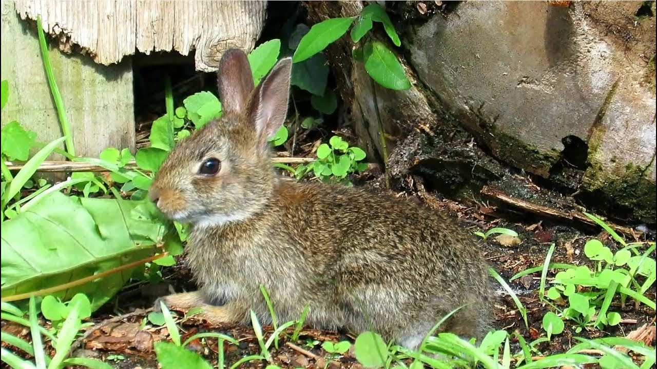 Young Marsh Rabbit Eating - YouTube