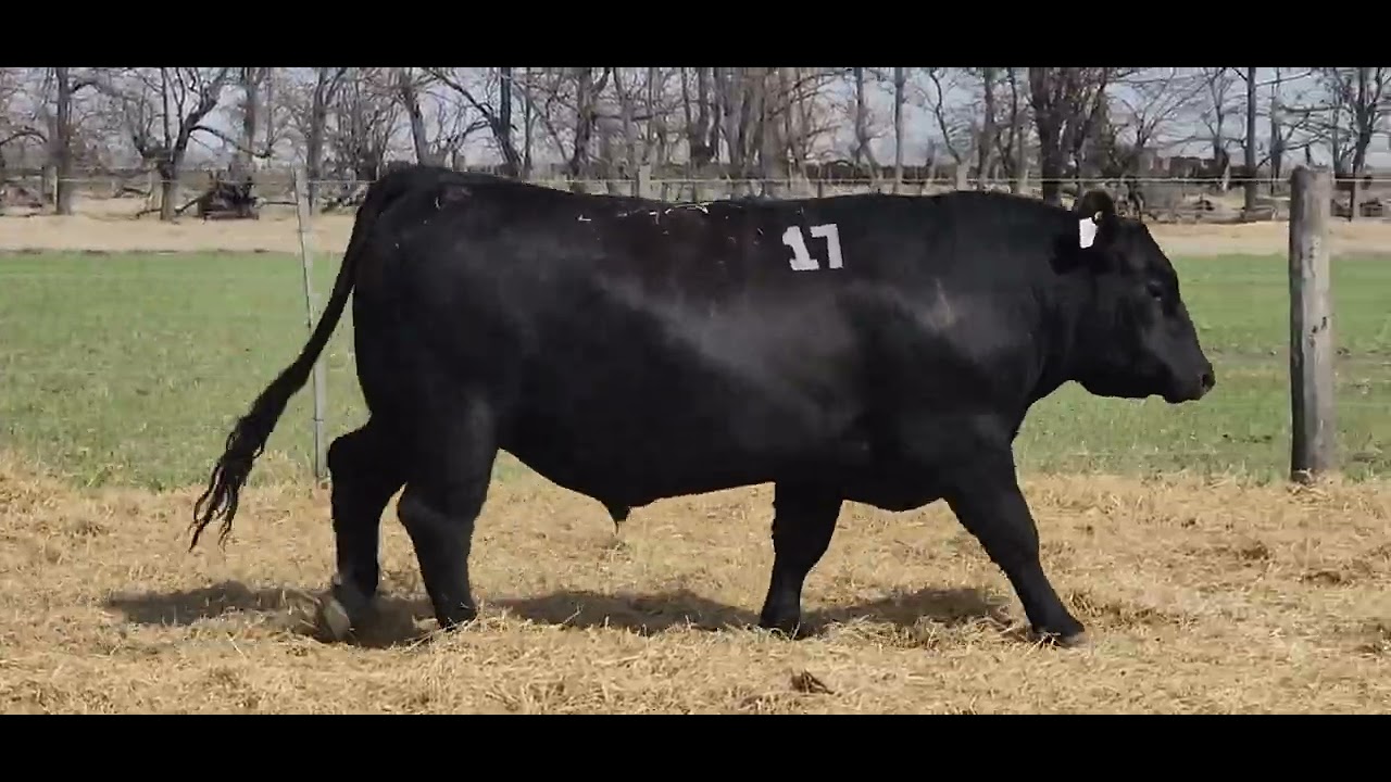 Toro N° 17 - YouTube