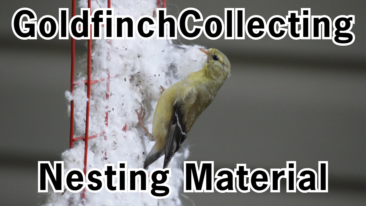 American Goldfinch Collecting Nesting Material - YouTube