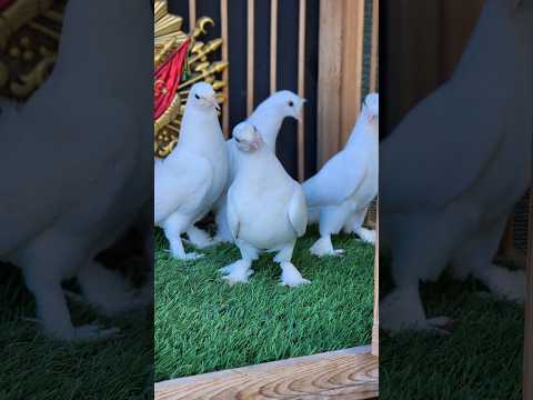 🔴GÖREBİLECEGİNİZ EN KRAL KUŞLAR  BOMBA KUŞLAR KAÇIRAN ÜZÜLÜR‼️ #oyunkuşu #canlımezat