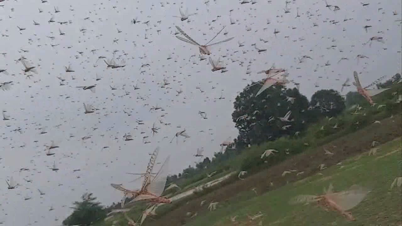 Tiddi Dal (Locust) Attack in Shahdol, M.P, India - YouTube