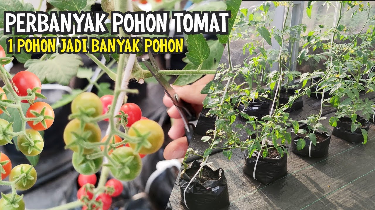CARA PERBANYAK POHON TOMAT CEPAT PANEN | MENANAM TOMAT CERI CHERRY ...