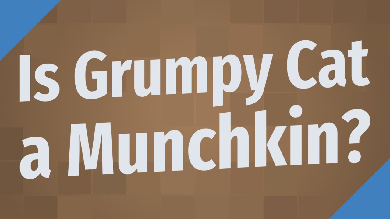 Is Grumpy Cat a Munchkin? - YouTube