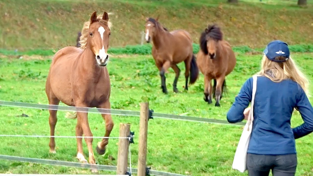 Emotioneel bezoek aan Noura en vrijheidsdressuur met Moos | Vlog #69 ...