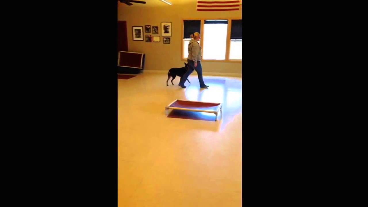 Basic obedience class we cover heel, sit, auto sit, down, place, and ...