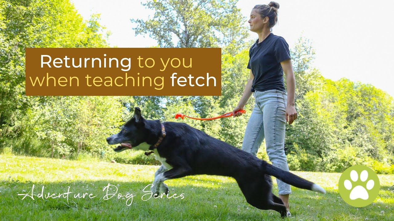 "A Tip For Dog Owners: Returning To You When Teaching Fetch." - YouTube