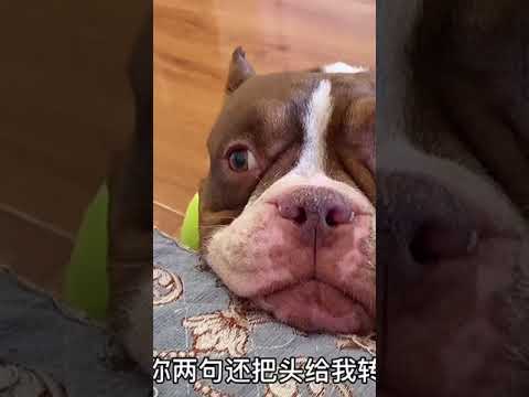 Funny pets so cute #90