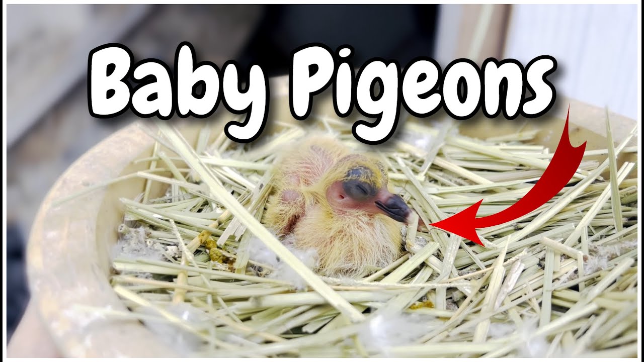 My First Pigeons Have Hatched! - YouTube