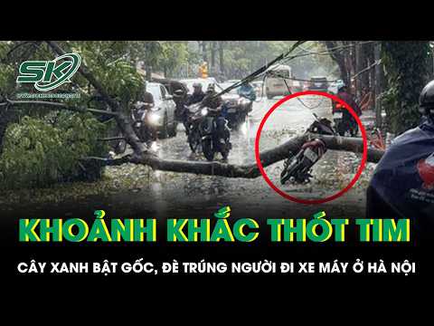 Thót tim khoảnh khắc cây xanh bật gốc giữa trời mưa, đè trúng người đi xe máy ở Hà Nội