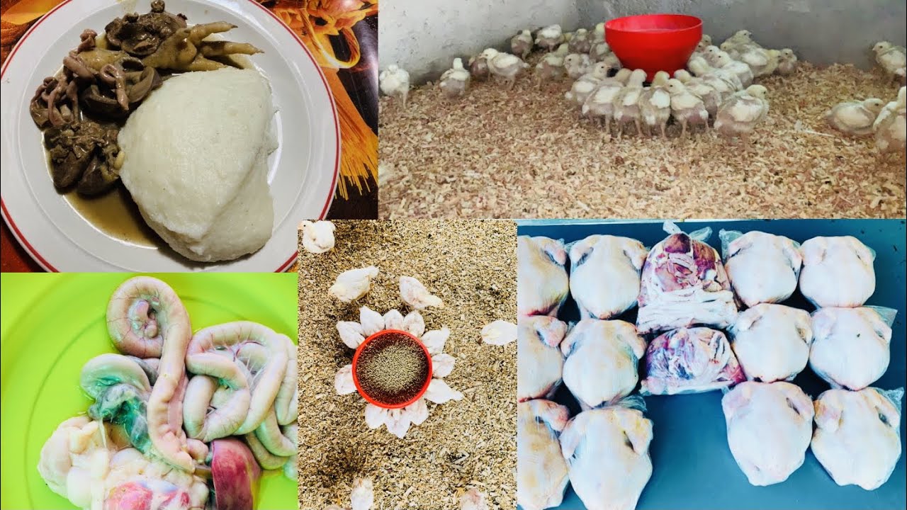 Day Life of a South African Farmer, big broiler Chicken from my farm to ...