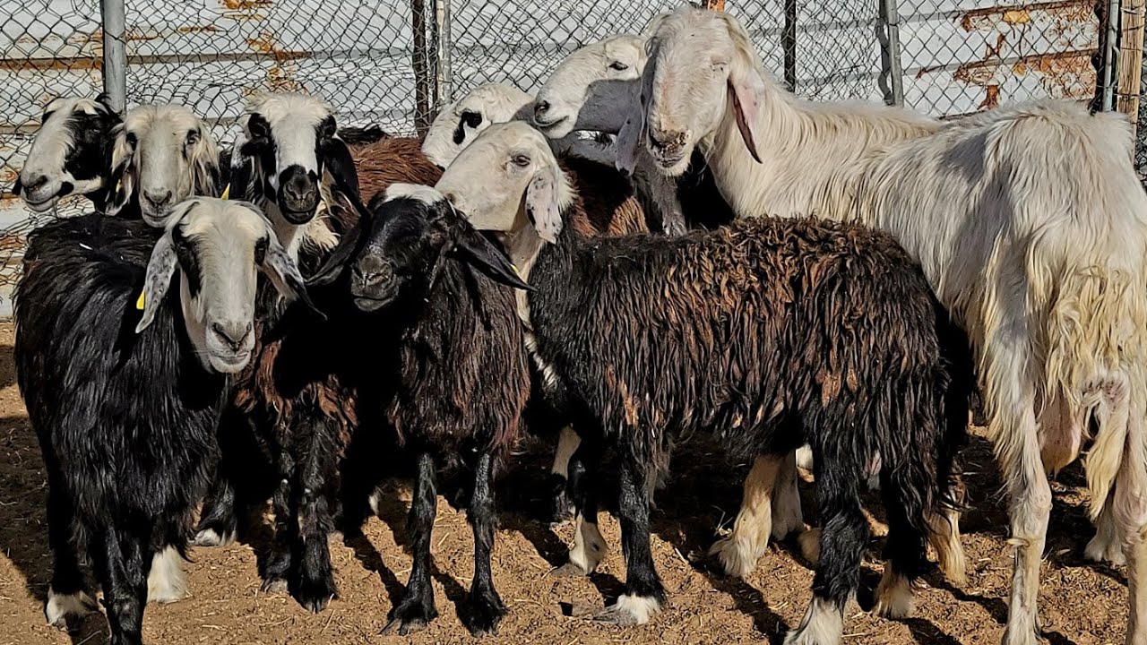 Meet the sheep, and this time the Najdi sheep from the Arabian ...