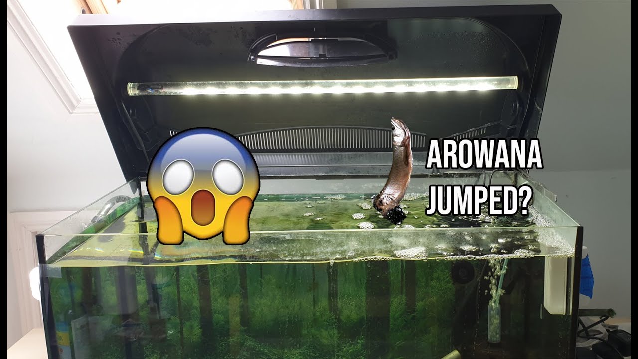 What To Do When Your Arowana Jumps! - YouTube