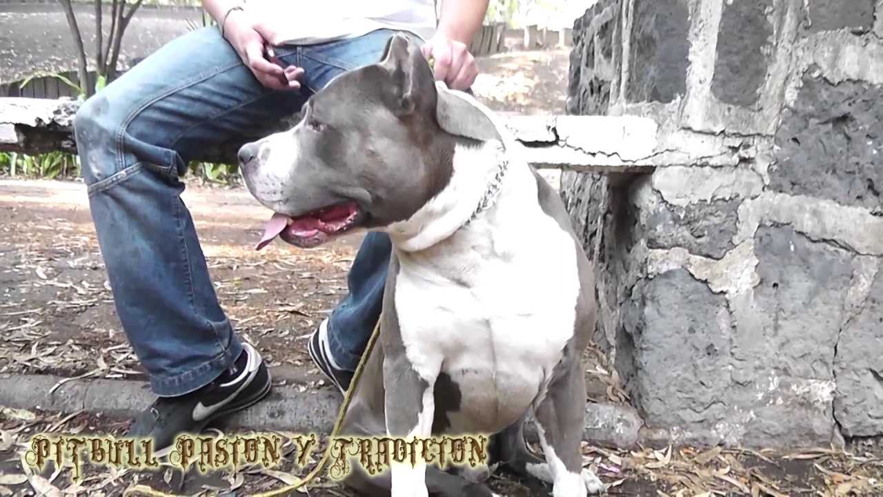 Pitbull master (trailer) - YouTube
