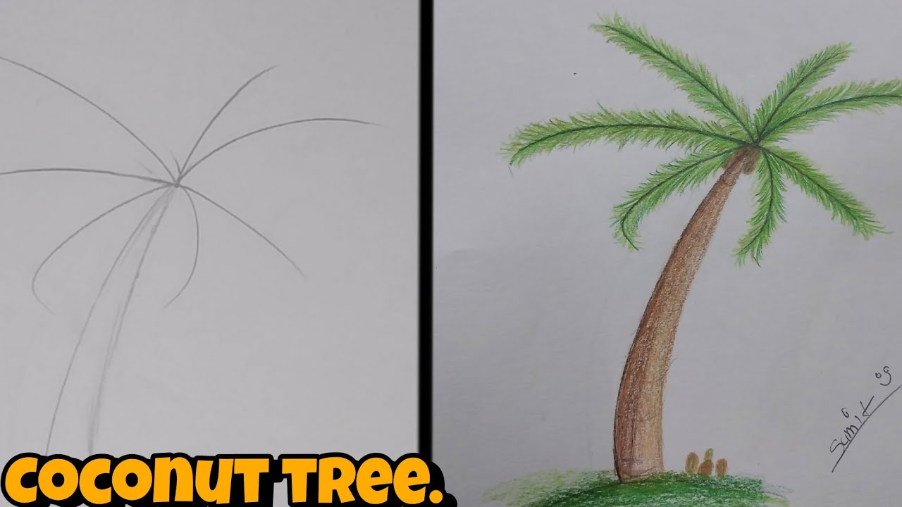 How to draw a coconut tree | for | semple pencils full tutorial - YouTube
