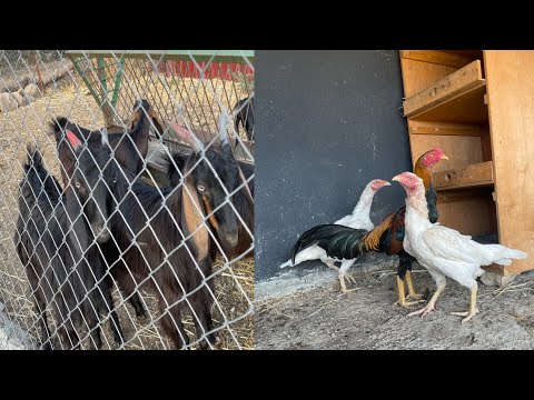 YENİ OĞLAKLAR ALDIM VE ŞAMPİYON HİNT IRKI HOROZ VE TAVUK ALDIM