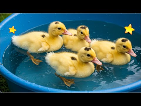 BEBEK ADUS KALI AYAH , BEBEK BERENANG APA , DUCKS SWIMMING IN TUB , LAGU BEBEK ADUS KALI
