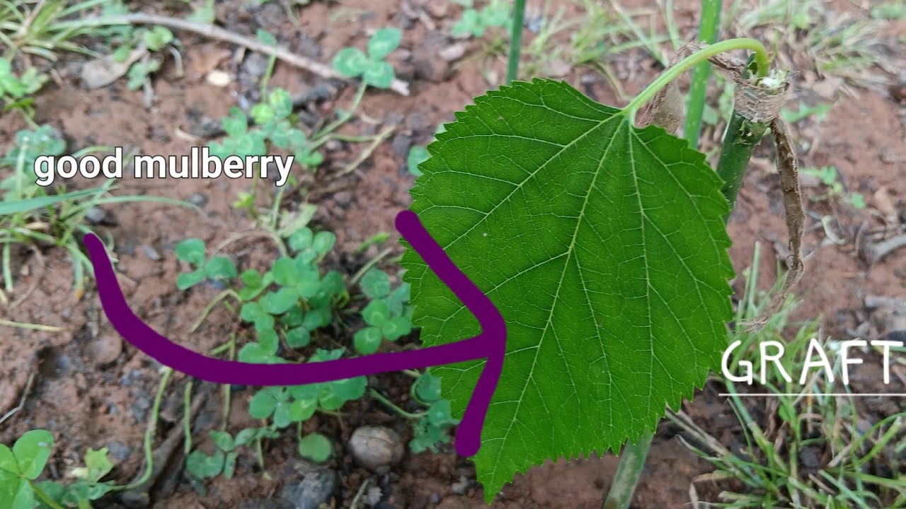 GRAFTING a good mulberry onto a INVASIVE mulberry - YouTube
