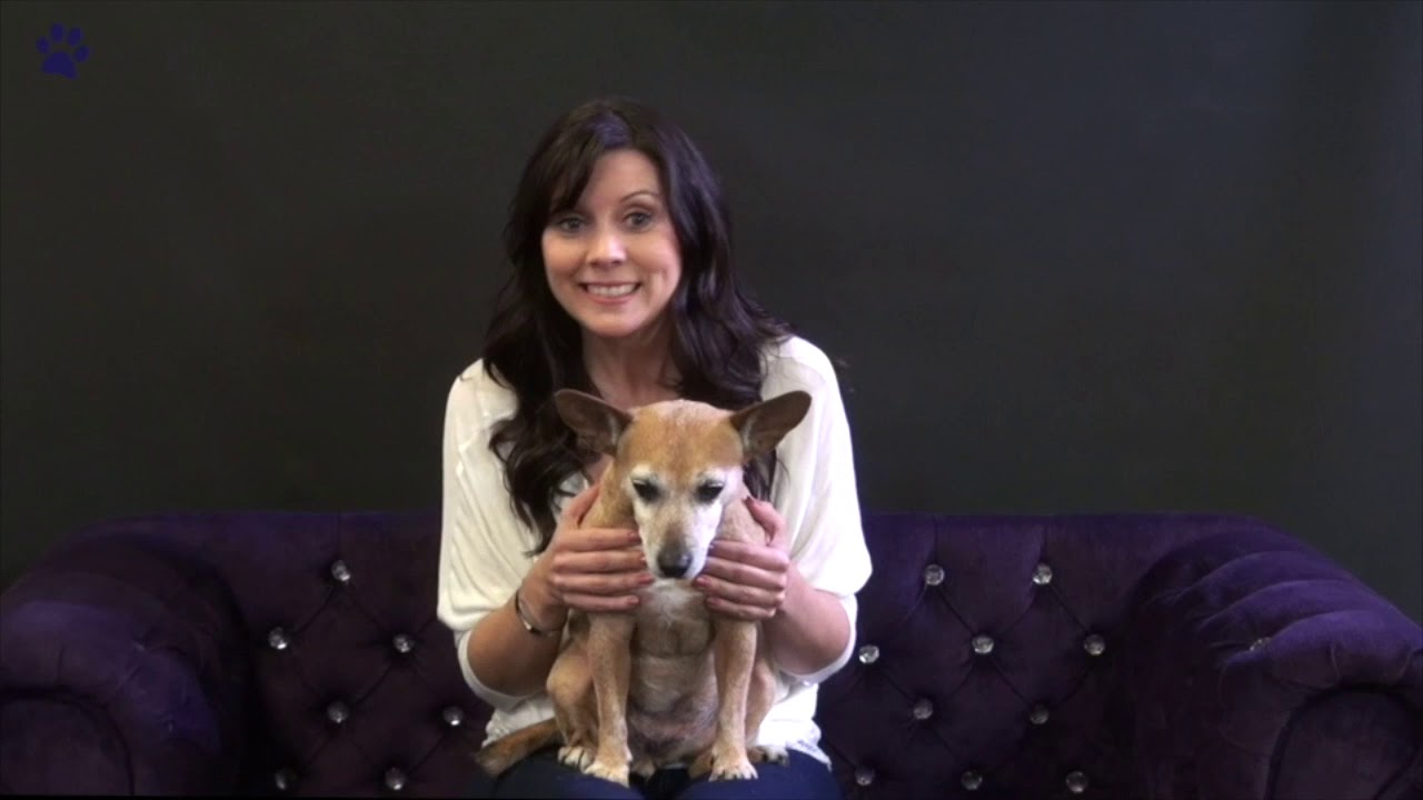 Dog TV Presenter Video - YouTube