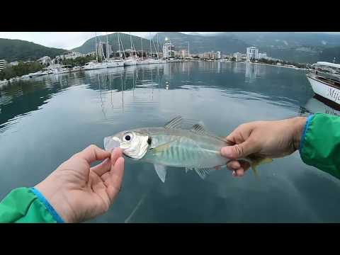 Micro jigging - Saddled seabream, amberjack and false scad on Duo Tetra Jig 7g