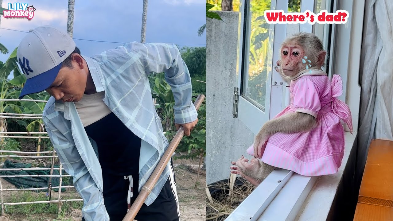 How touching! Monkey Lily cries when dad away! [A busy morning of ...