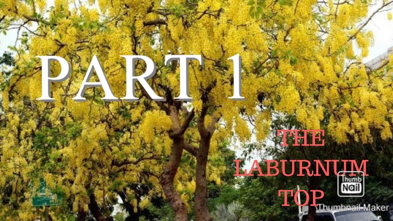 1.THE LABURNUM TOP - YouTube