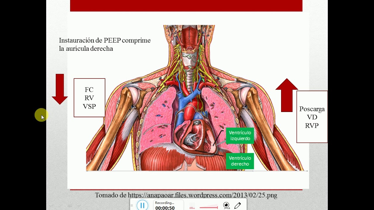 Interaccion corazon pulmon - YouTube