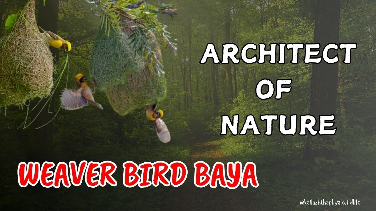 Architect of Nature - Baya Weaver Bird Nest Making | Documentary ...
