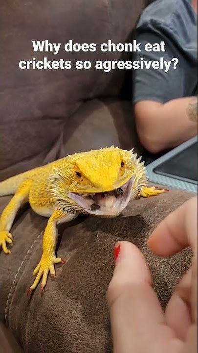 so aggressive lol #shorts #beardeddragon #lizard #beardie #reptile #pagona #CHONK - YouTube