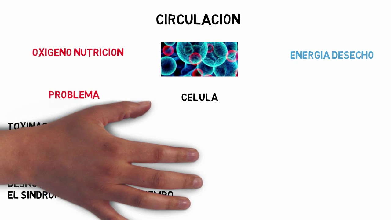 Ganocelium GL 100% Ganoderma Puro Natural - YouTube